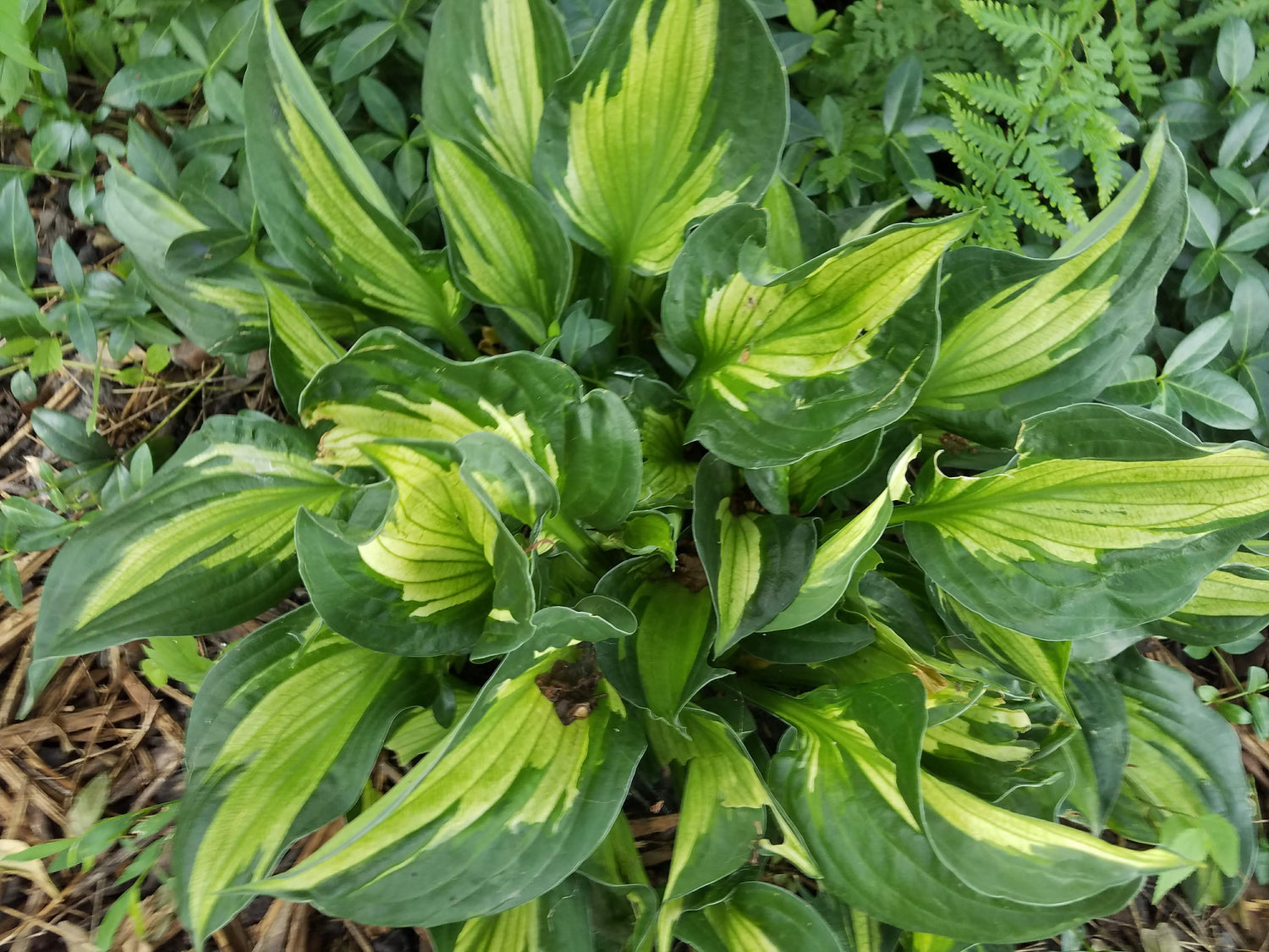 Plant Spotlight: The Hosta, a versatile addition to your garden ...